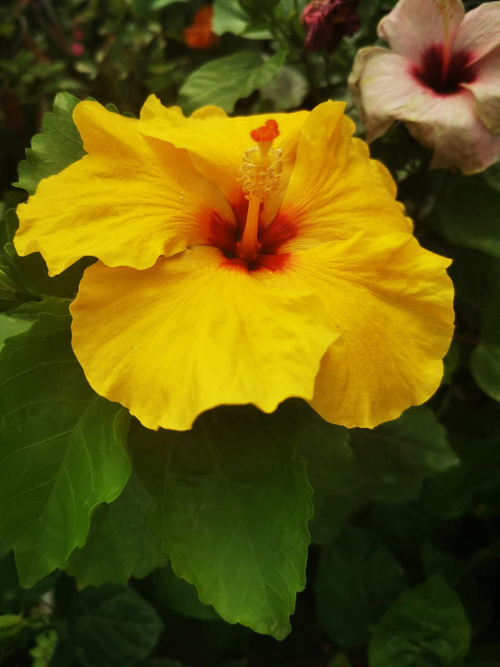 Products – Page 7 – Mi Flowers Online