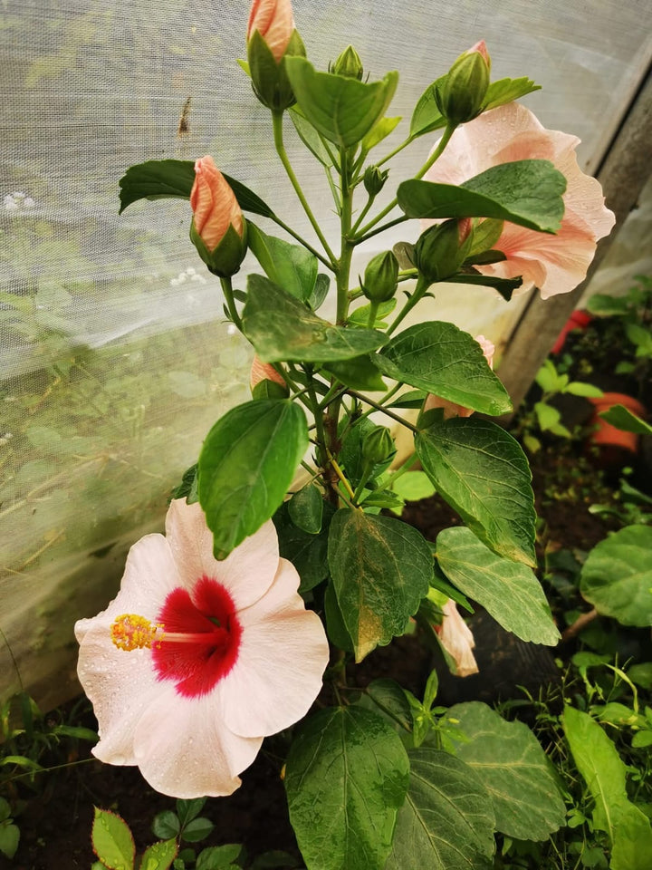 Products – Page 7 – Mi Flowers Online