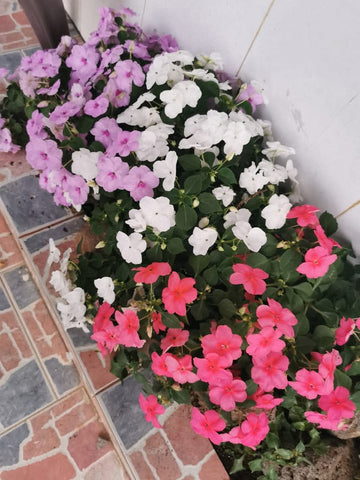 Products – Page 9 – Mi Flowers Online
