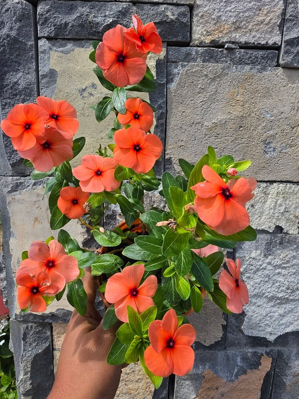 Vinca Tattoo 137 — Mi Flowers – Mi Flowers Online
